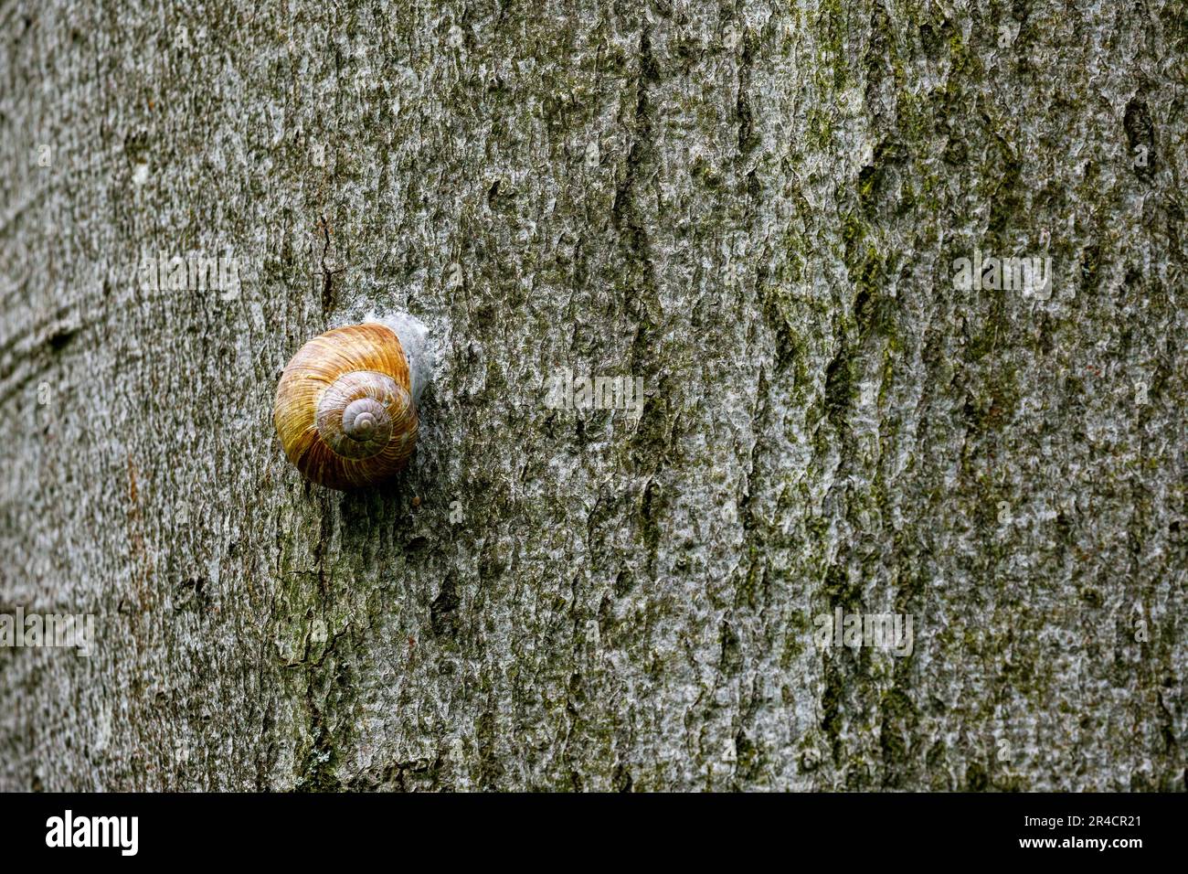 A Snail on the trunk of a tree Stock Photo - Alamy