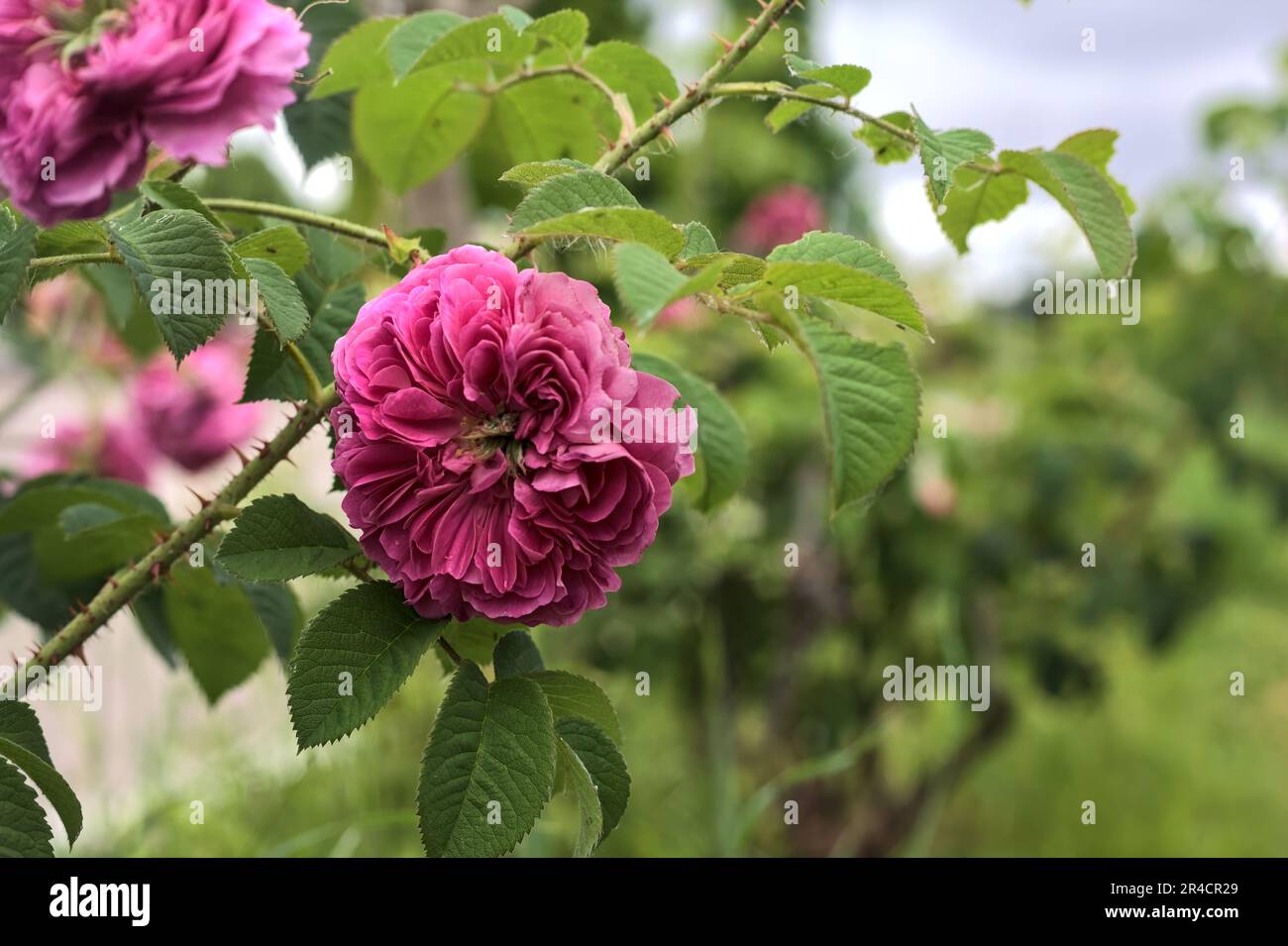 Pink english roses in bloom in a bush seen up close Stock Photo - Alamy