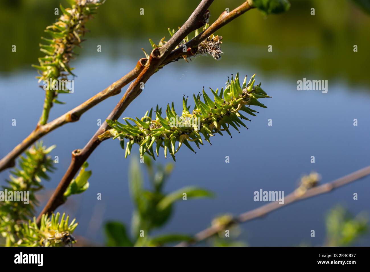 Early spring growth willow tree hi-res stock photography and images - Alamy