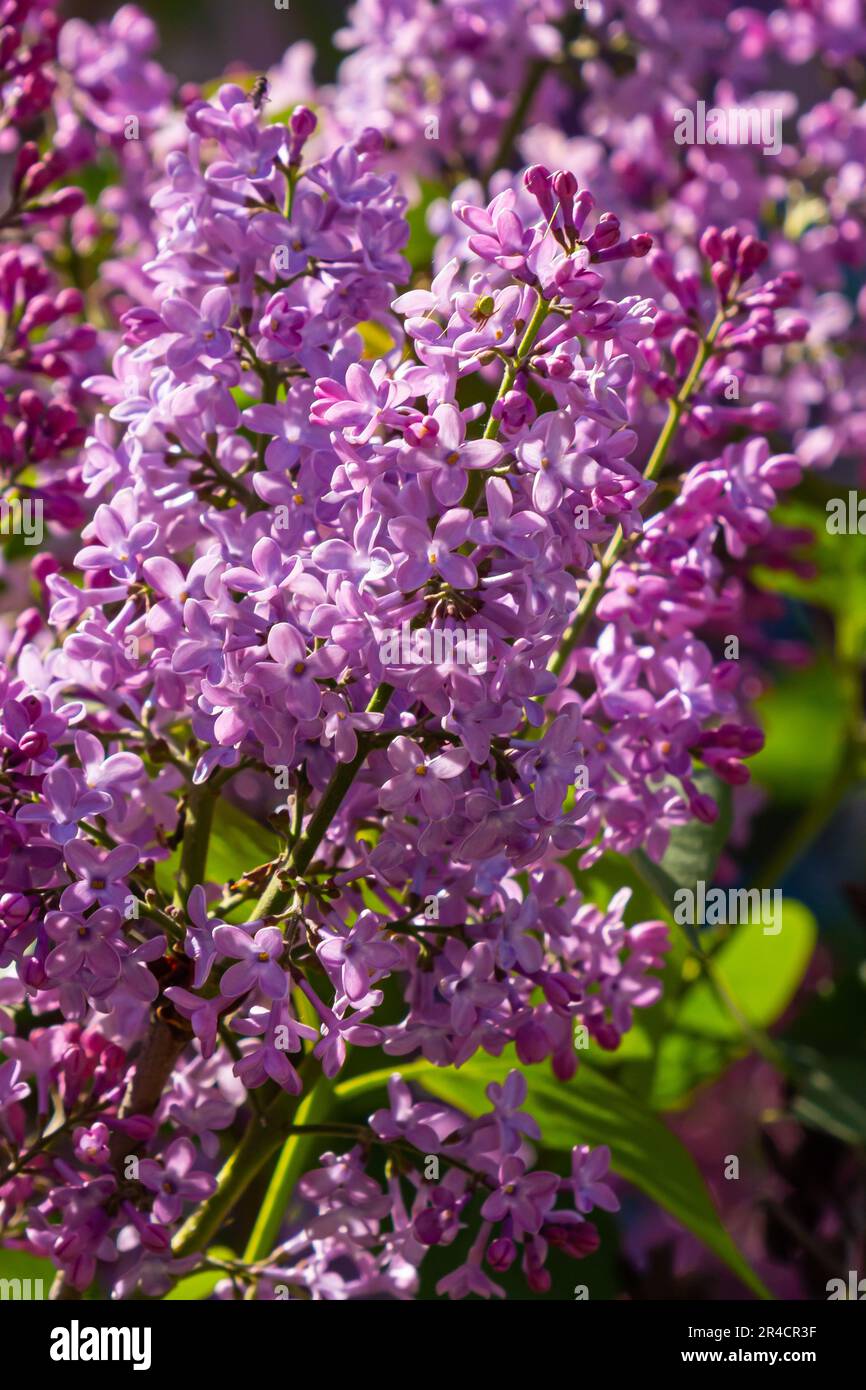 purple lilac shrub blossoms in spring. Beautiful floral nature ...