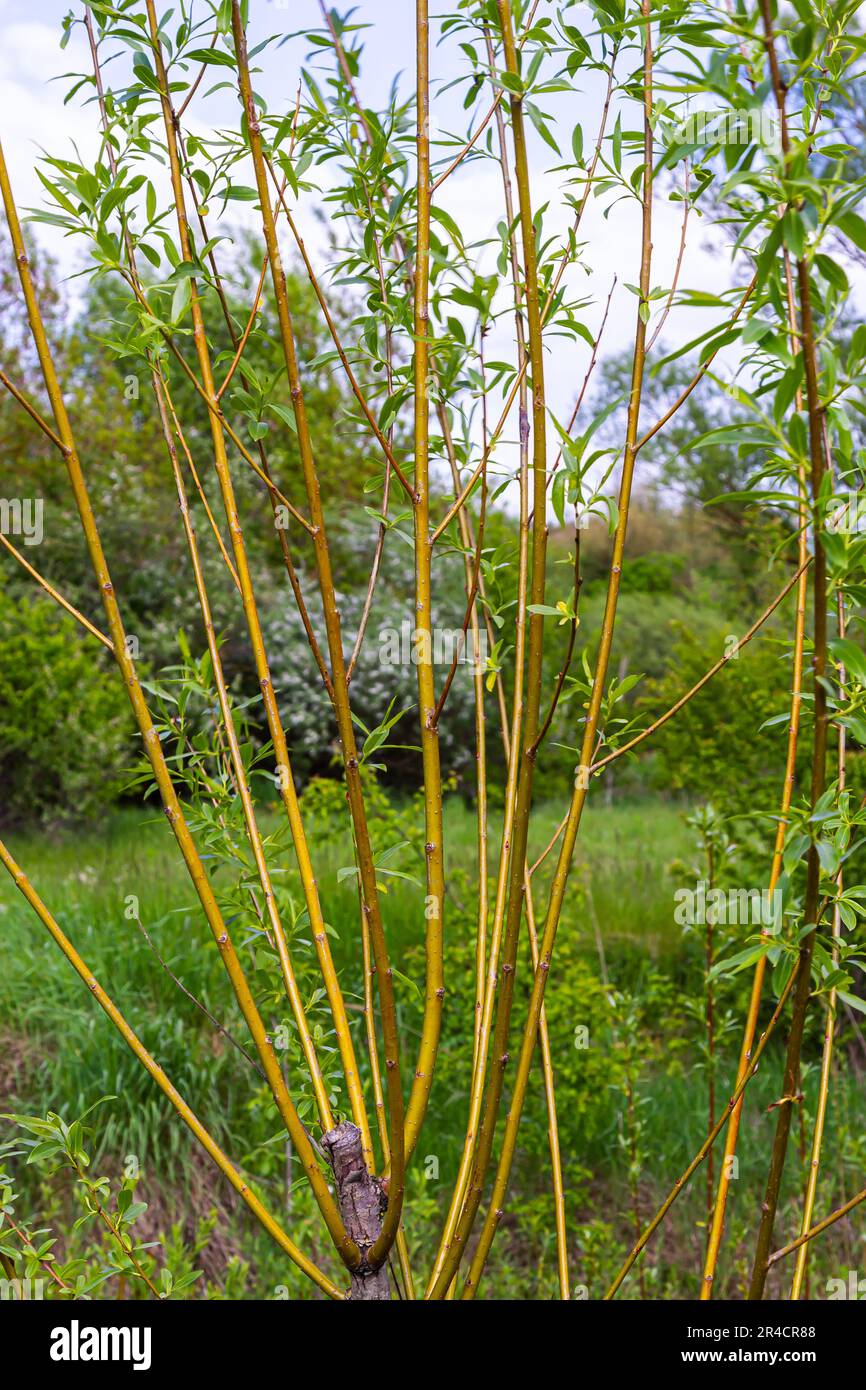 the young willow shoots have already changed color in the spring ...