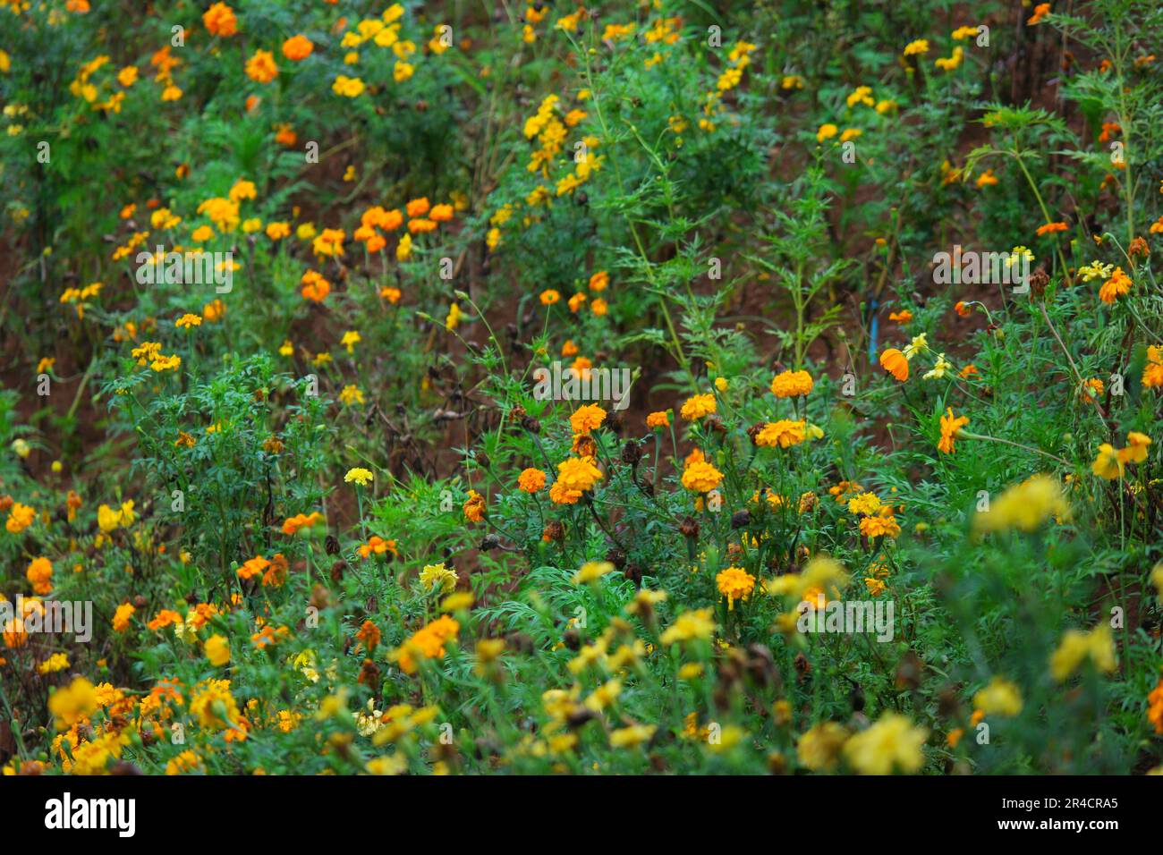 Fields of cosmo flowers in the garden Stock Photo - Alamy