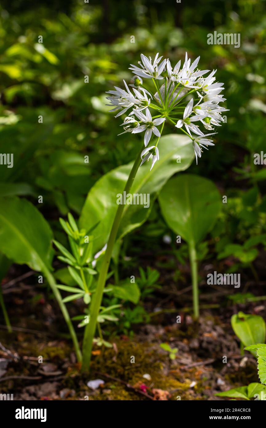 Beautiful blooming white flowers of ramson - wild garlic Allium ursinum ...