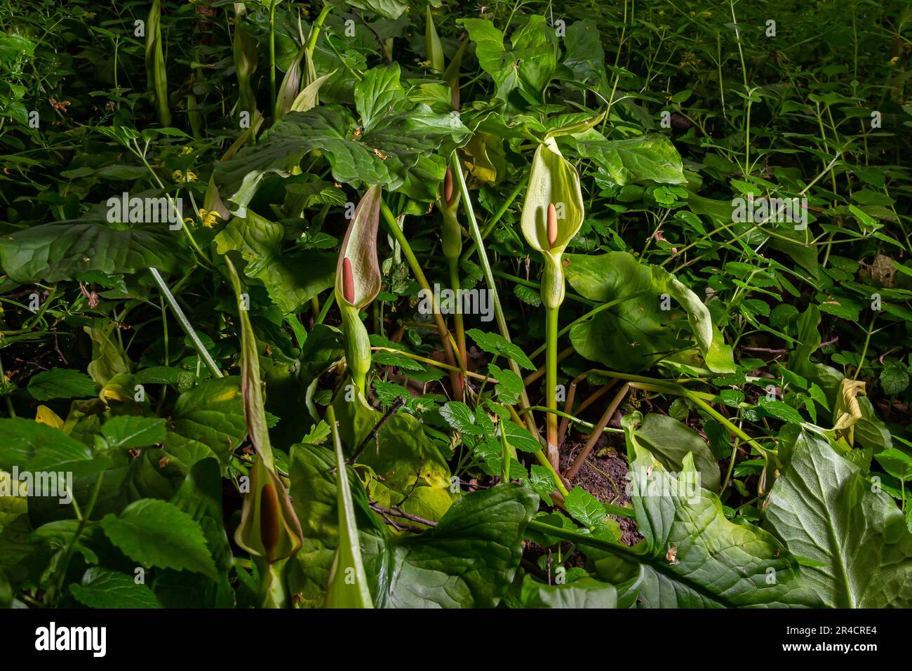 Cuckoopint or Arum maculatum arrow shaped leaf, woodland poisonous ...