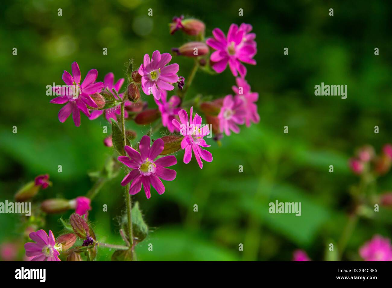 Silene dioica Melandrium rubrum, known as red campion and red catchfly ...