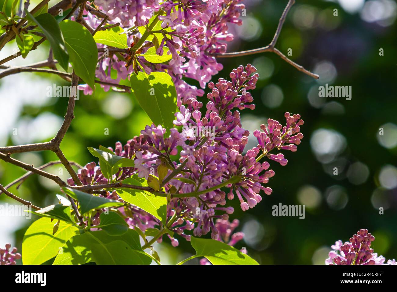 purple lilac shrub blossoms in spring. Beautiful floral nature ...