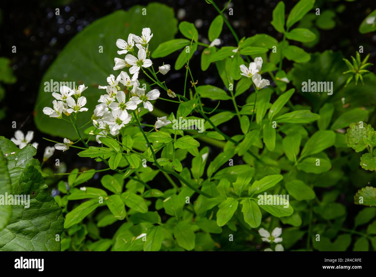 Cardamine amara, known as large bitter-cress. Spring forest. floral ...