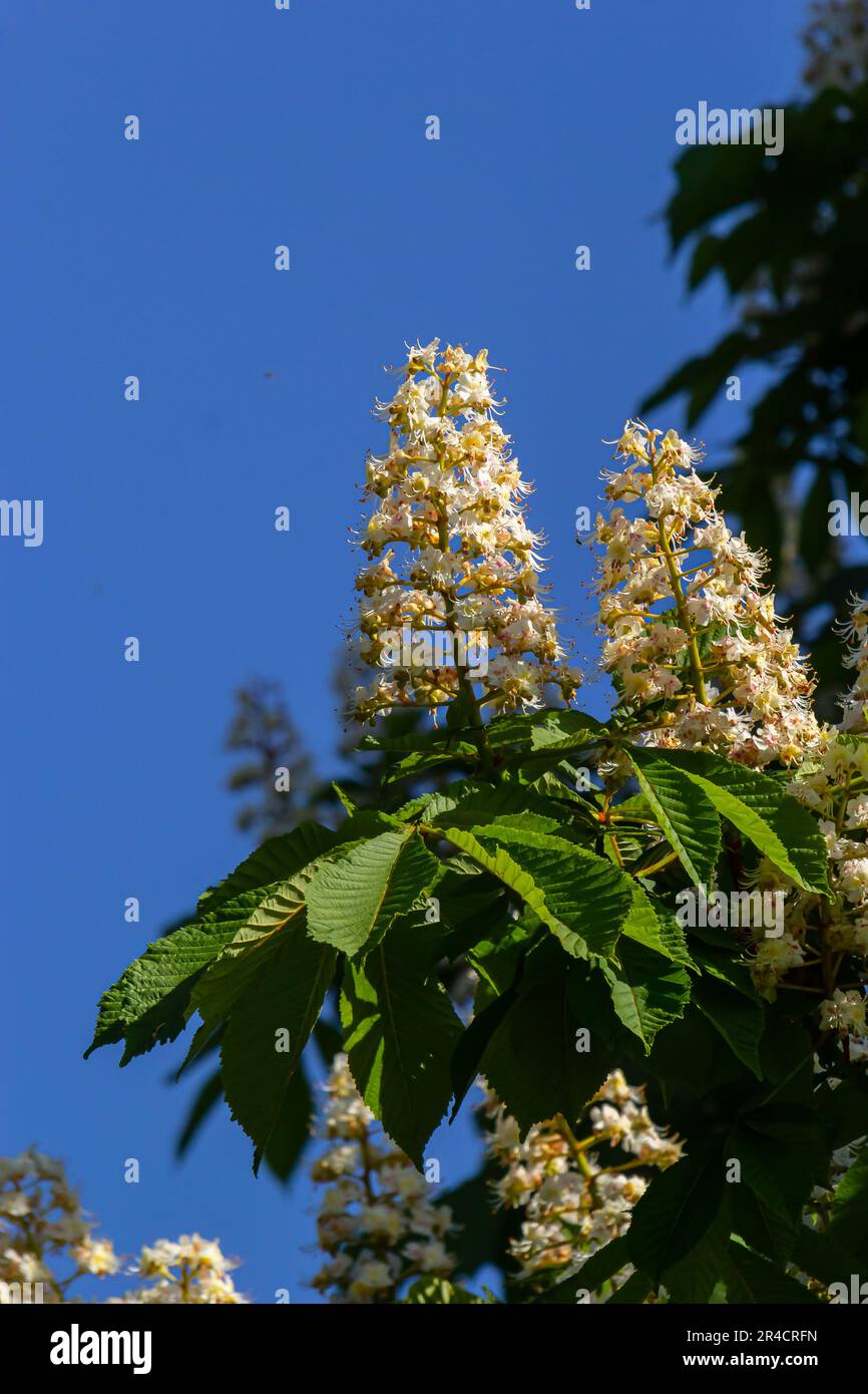 Cluster with white chestnut flowers. White chestnut blossom with tiny ...
