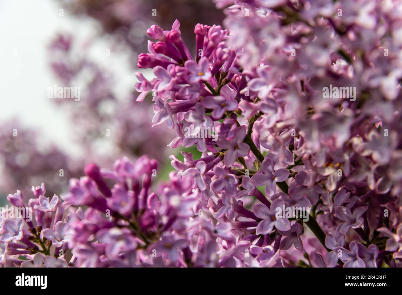 Lilac Tree Wallpaper