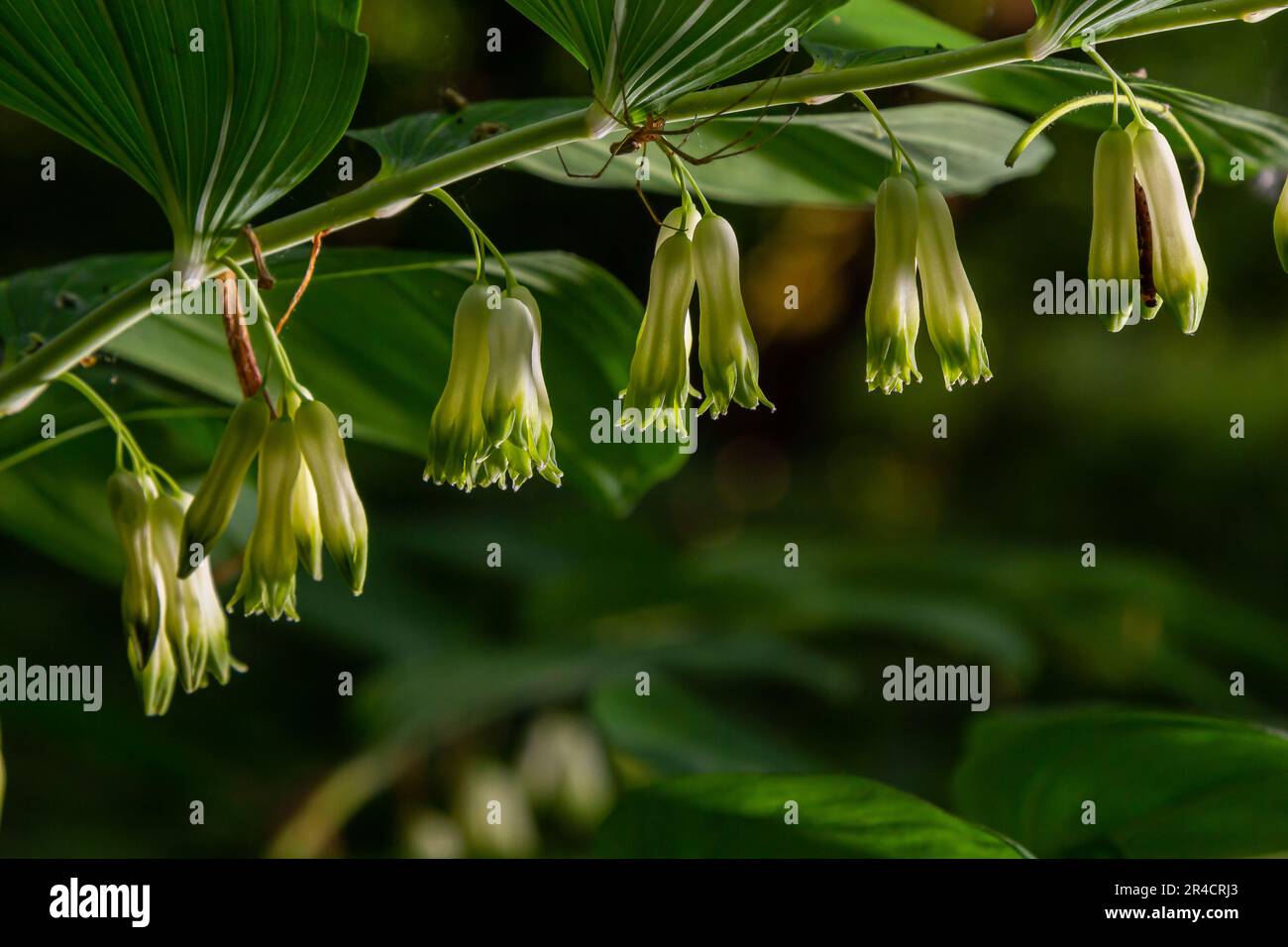 Polygonatum multiflorum, the Solomon's seal, David's harp, ladder-to ...