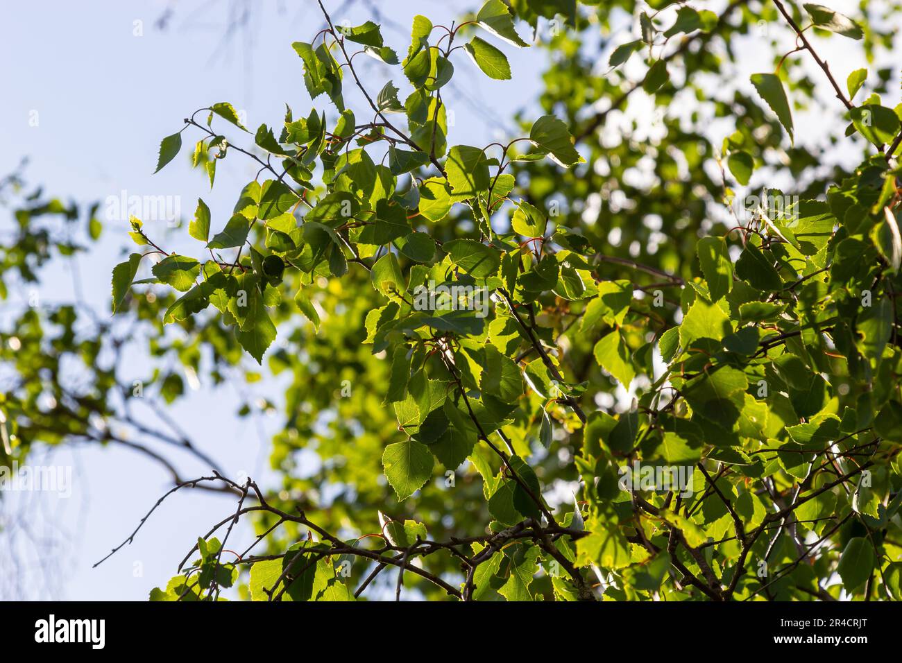 Close up view of flowering yellow catkins on a river birch tree betula ...