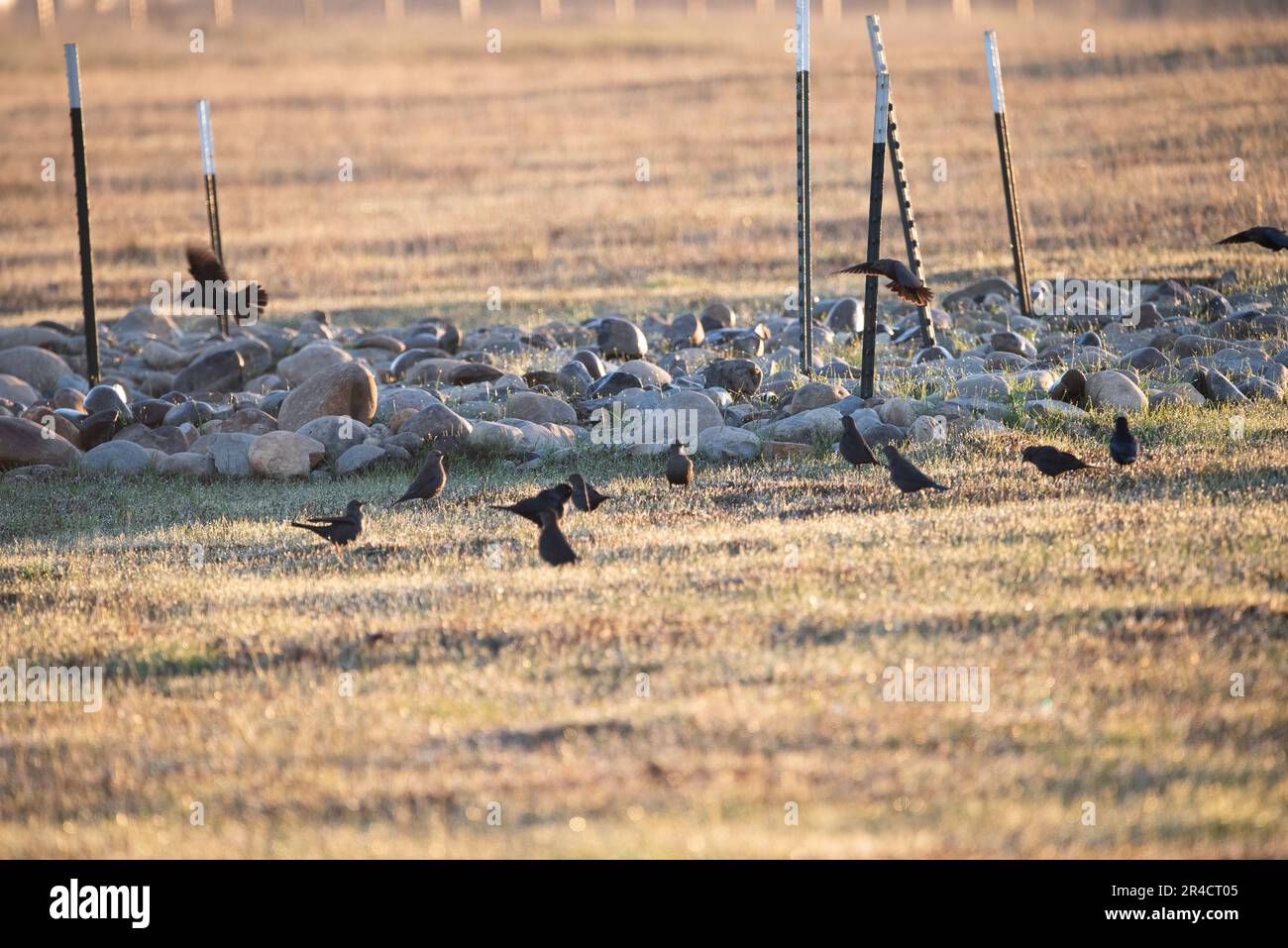 Birds land near one of two artificial burrows installed to provide ...