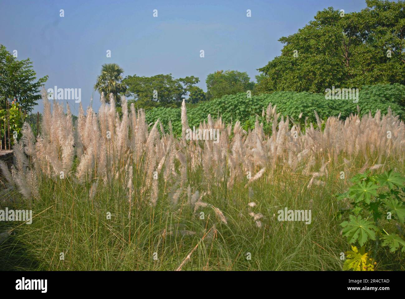 Kash flower hi-res stock photography and images - Alamy