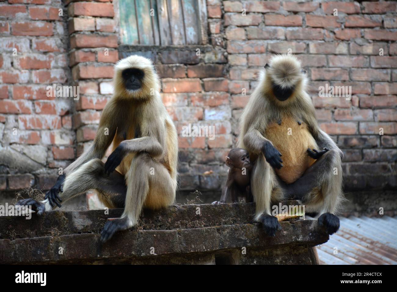 The monkey is sitting on the roof of the house with two cubs Stock ...