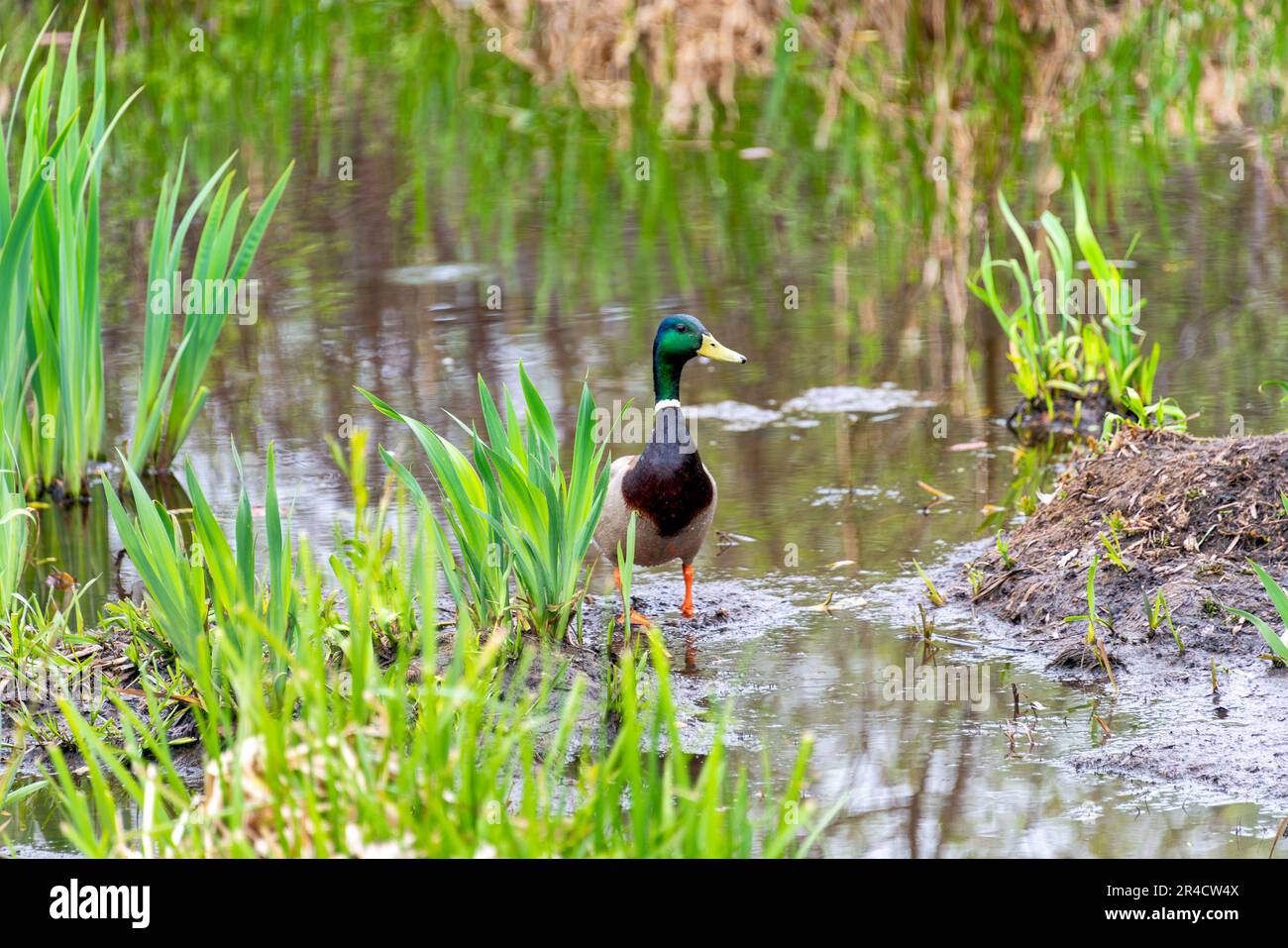 Young green head duck is stepping out of the water Stock Photo - Alamy