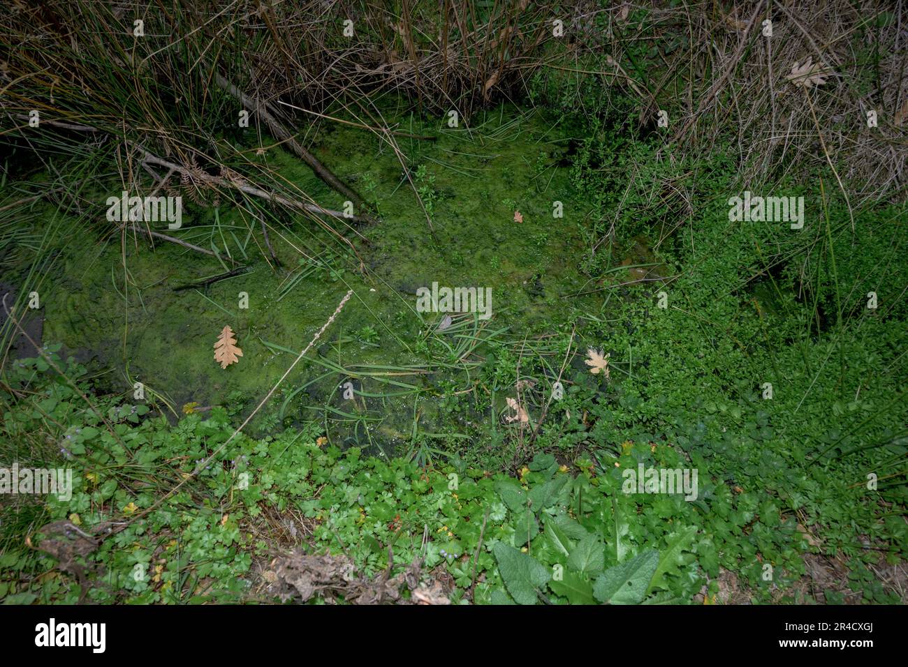 Green stagnant water of sapine algae leaves and aquatic plants in ...
