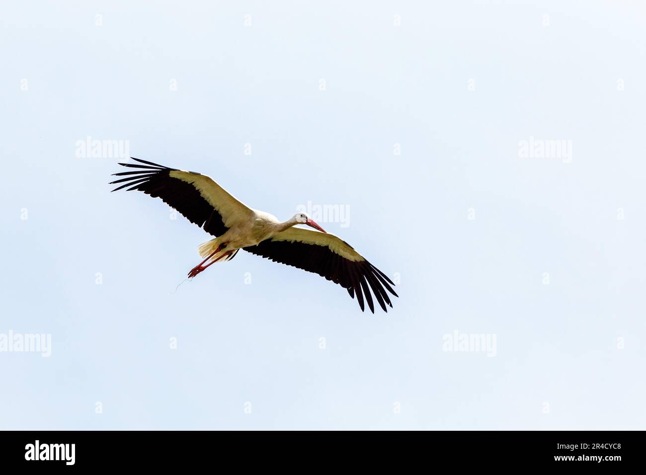 White stork open beak hi-res stock photography and images - Alamy