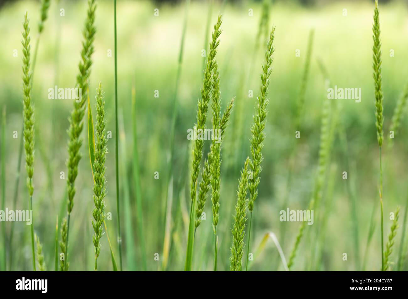 Fluffy Green Grasses Stand Tall In Summer in Grand Teton Stock Photo ...