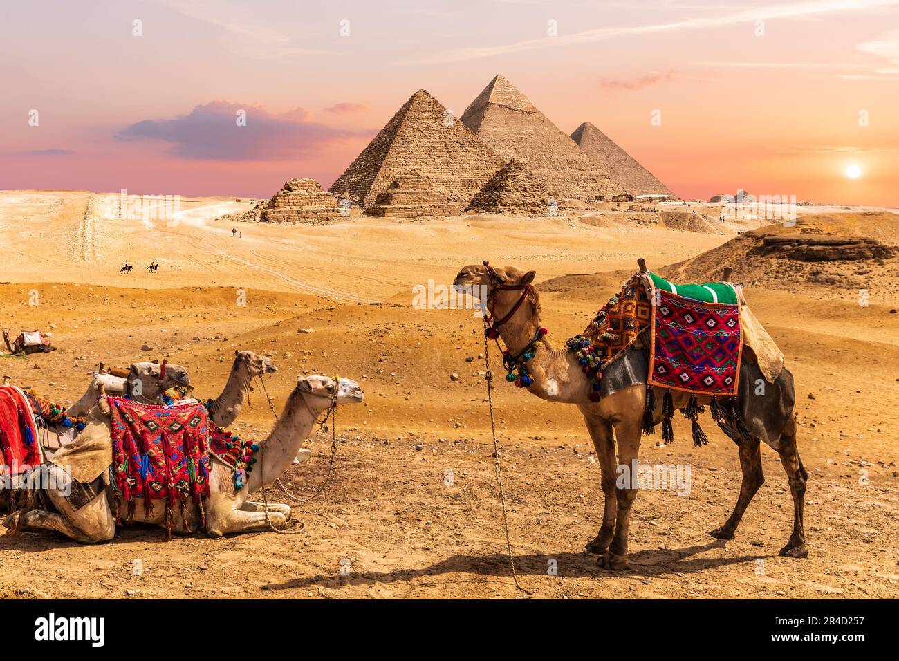 Camel caravan resting in the desert nearthe Pyramids of Egypt, Giza Stock Photo - Alamy