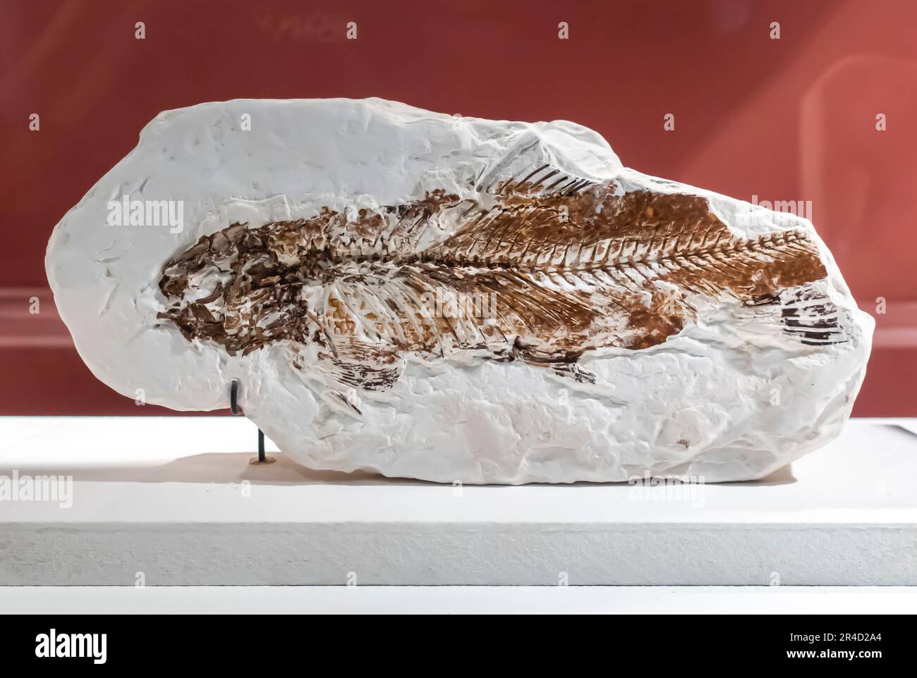 Fossil fish. Diatomite strata of Jradzor Stock Photo - Alamy