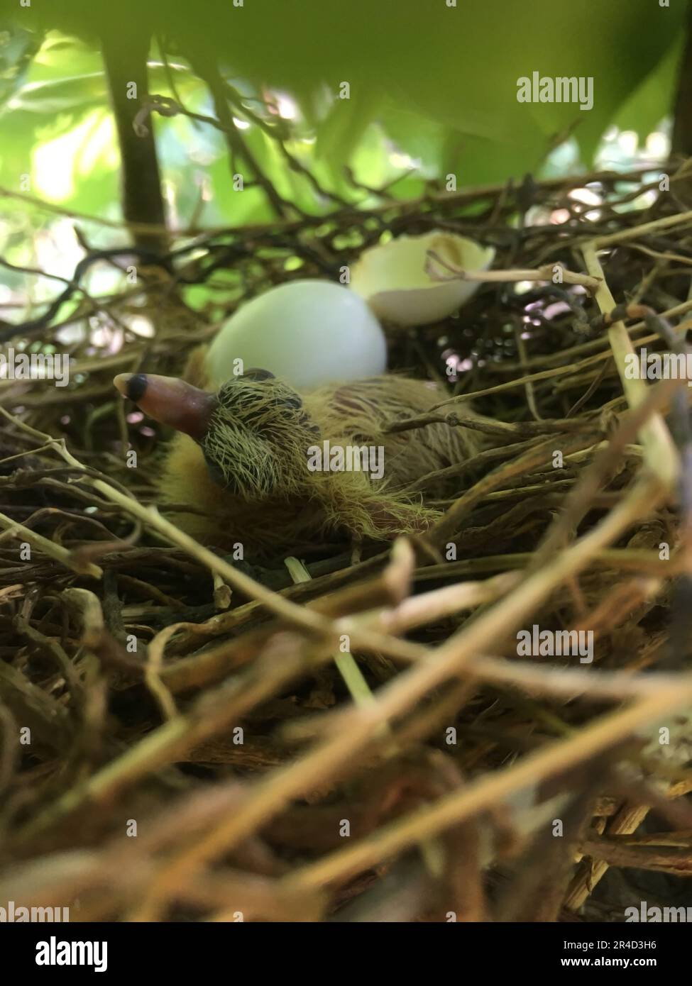 Bird nest with egg and nestling on tree branch. Hatchling Stock Photo ...