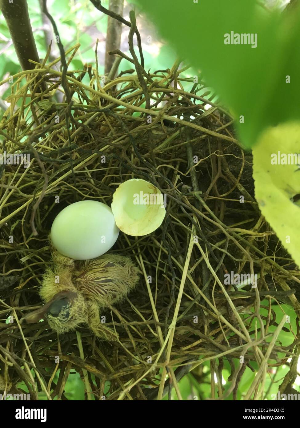 Bird nest with egg and nestling on tree branch. Hatchling Stock Photo ...