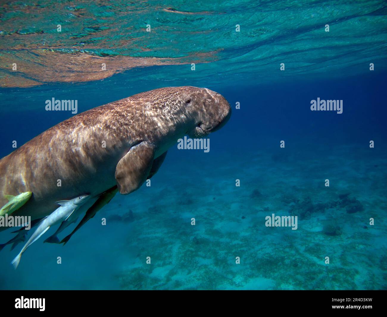Baby dugong hi-res stock photography and images - Alamy