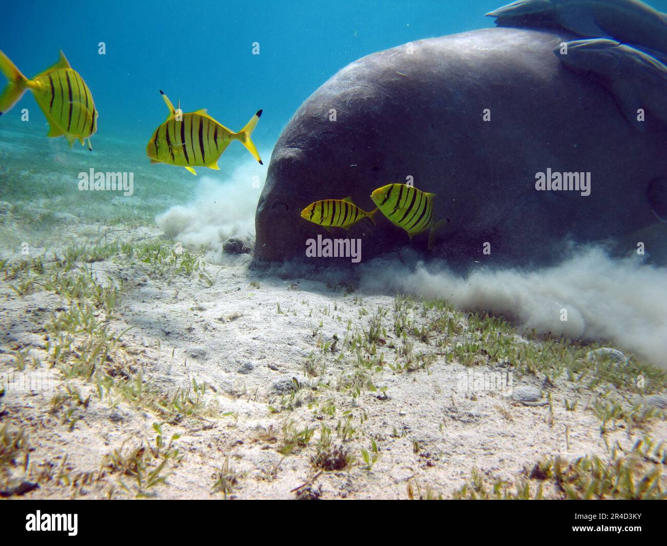 Baby dugong hi-res stock photography and images - Alamy