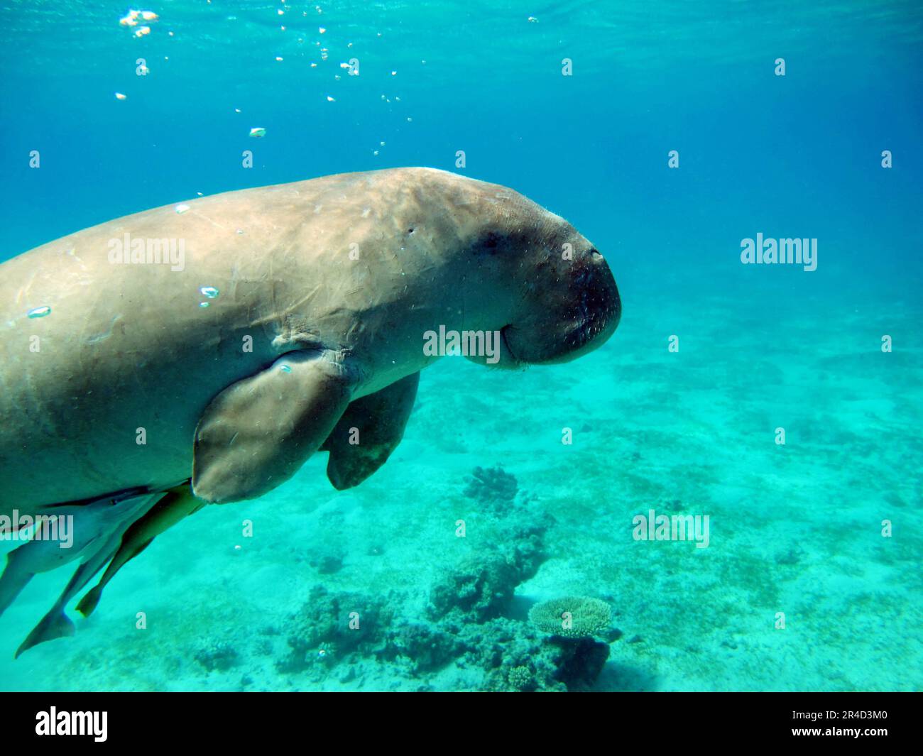 Dugong (dugong dugon) or seacow in the Red Sea. Dugong. Baby dugong ...