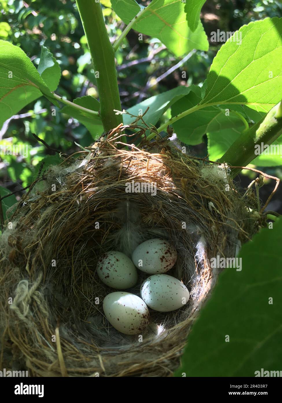Little bird eggs hi-res stock photography and images - Alamy