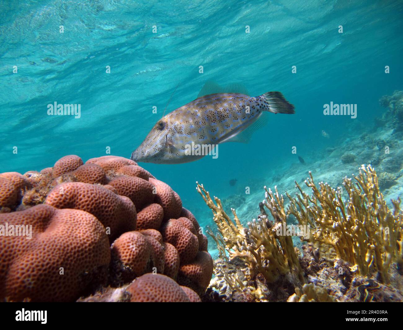 Beautiful, diverse and interesting fish living on the gorgeous reefs of ...