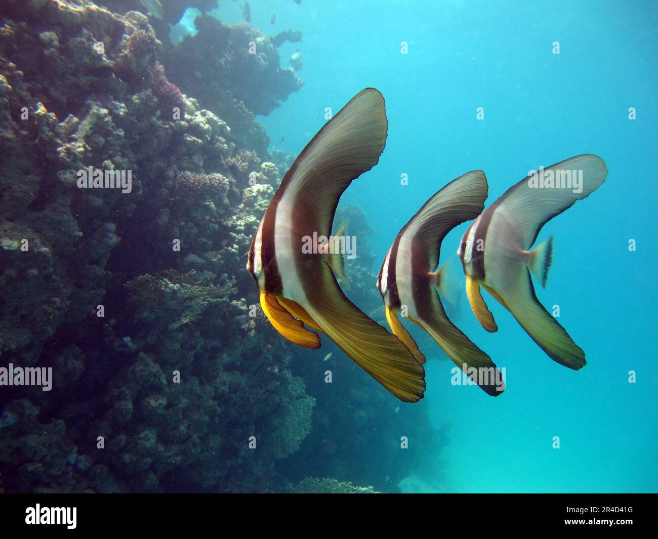 Beautiful, diverse and interesting fish living on the gorgeous reefs of ...