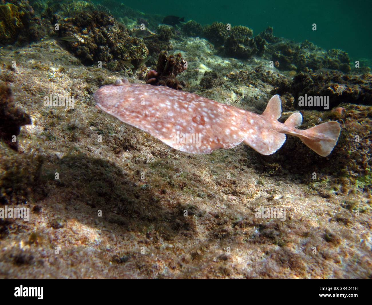 Beautiful, diverse and interesting fish living on the gorgeous reefs of ...