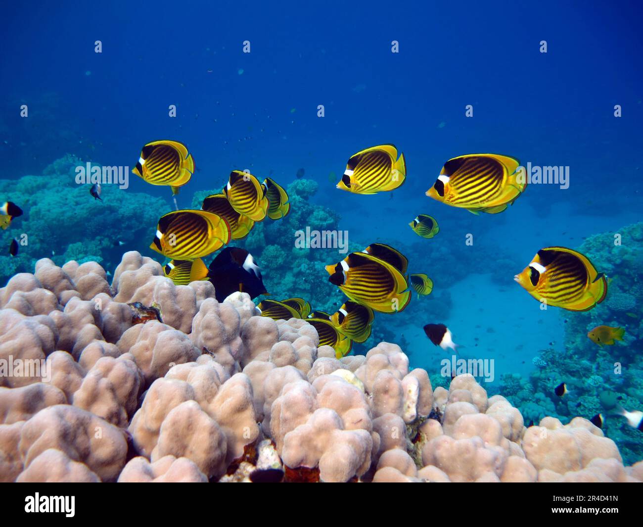 Beautiful, diverse and interesting fish living on the gorgeous reefs of ...