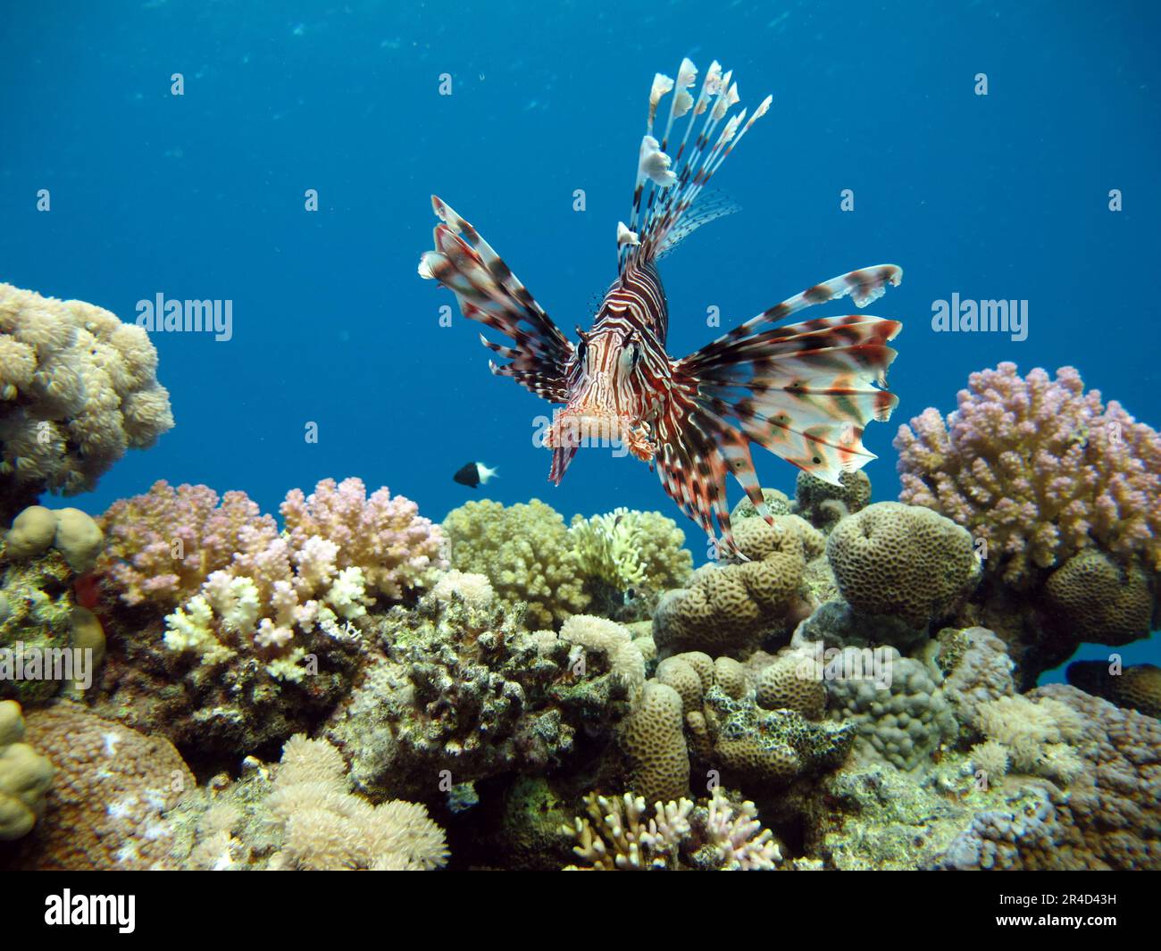 Lion Fish in the Red Sea in clear blue water hunting for food Stock ...