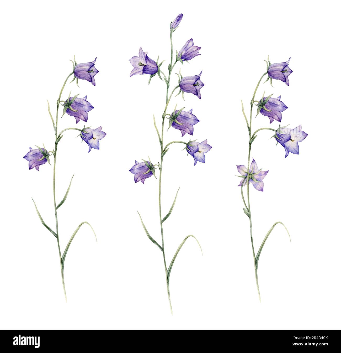 Close-up of blue spreading bellflower flowers. Campanula patula, little ...