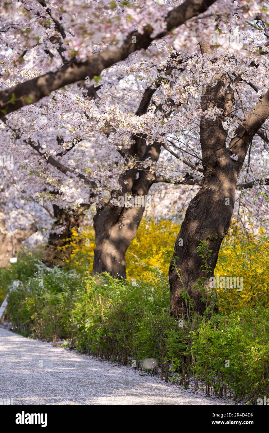 Cherry Blossoms in spring with Soft focus, at Yeongdeungpo Yeouido ...