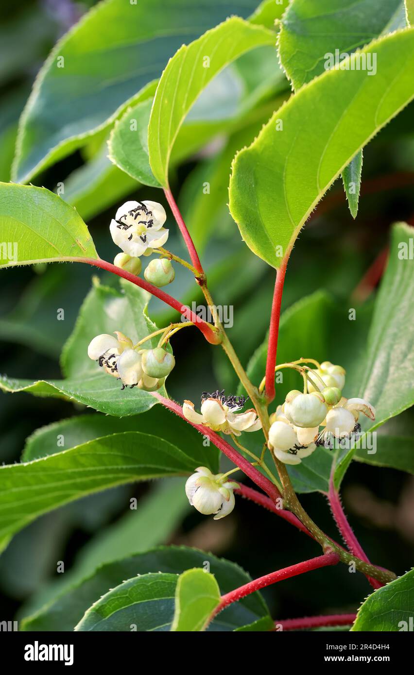 Male flowers of the kiwi fruit Stock Photo - Alamy
