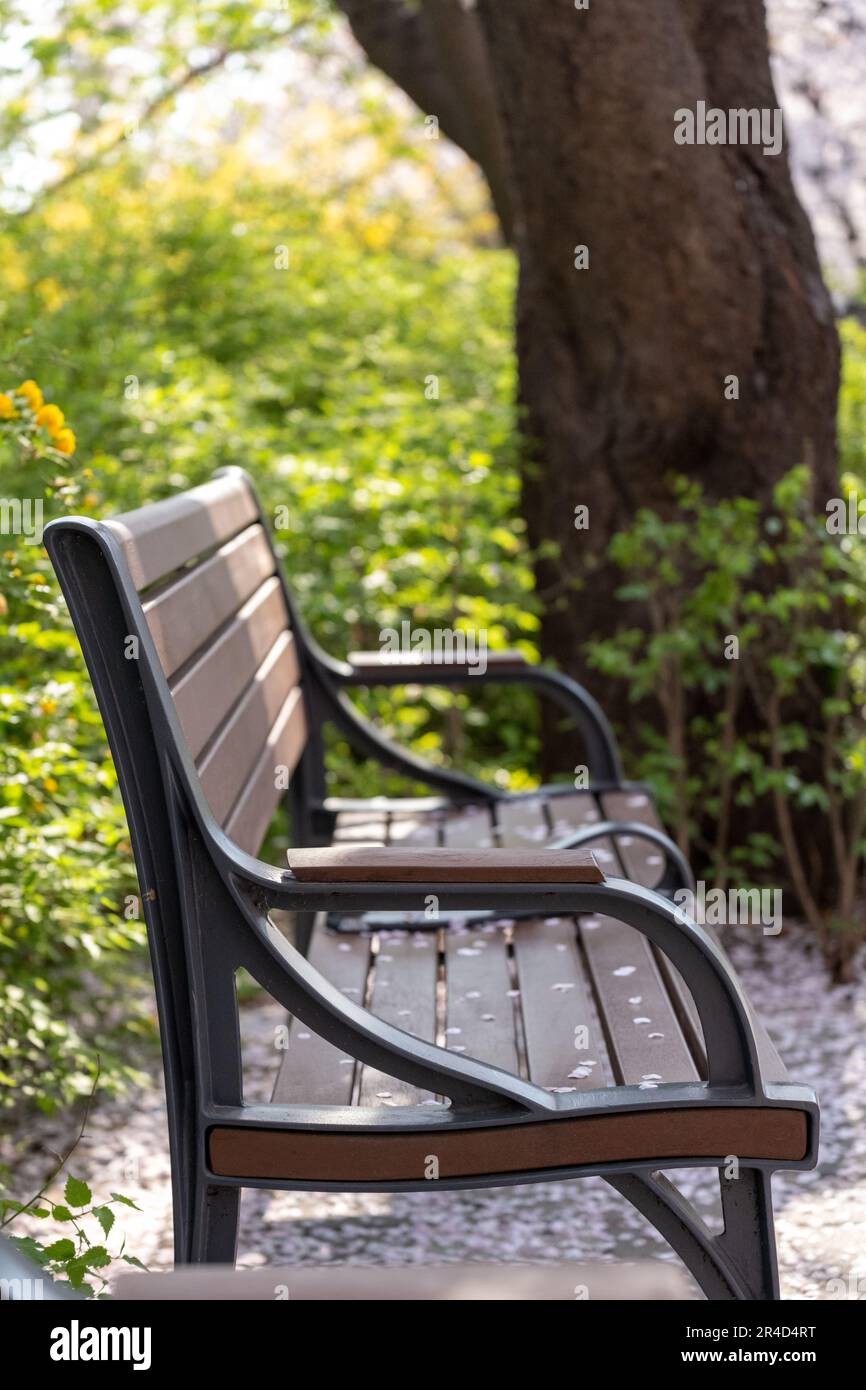A bench with view of Cherry Blossoms in spring with Soft focus, at ...