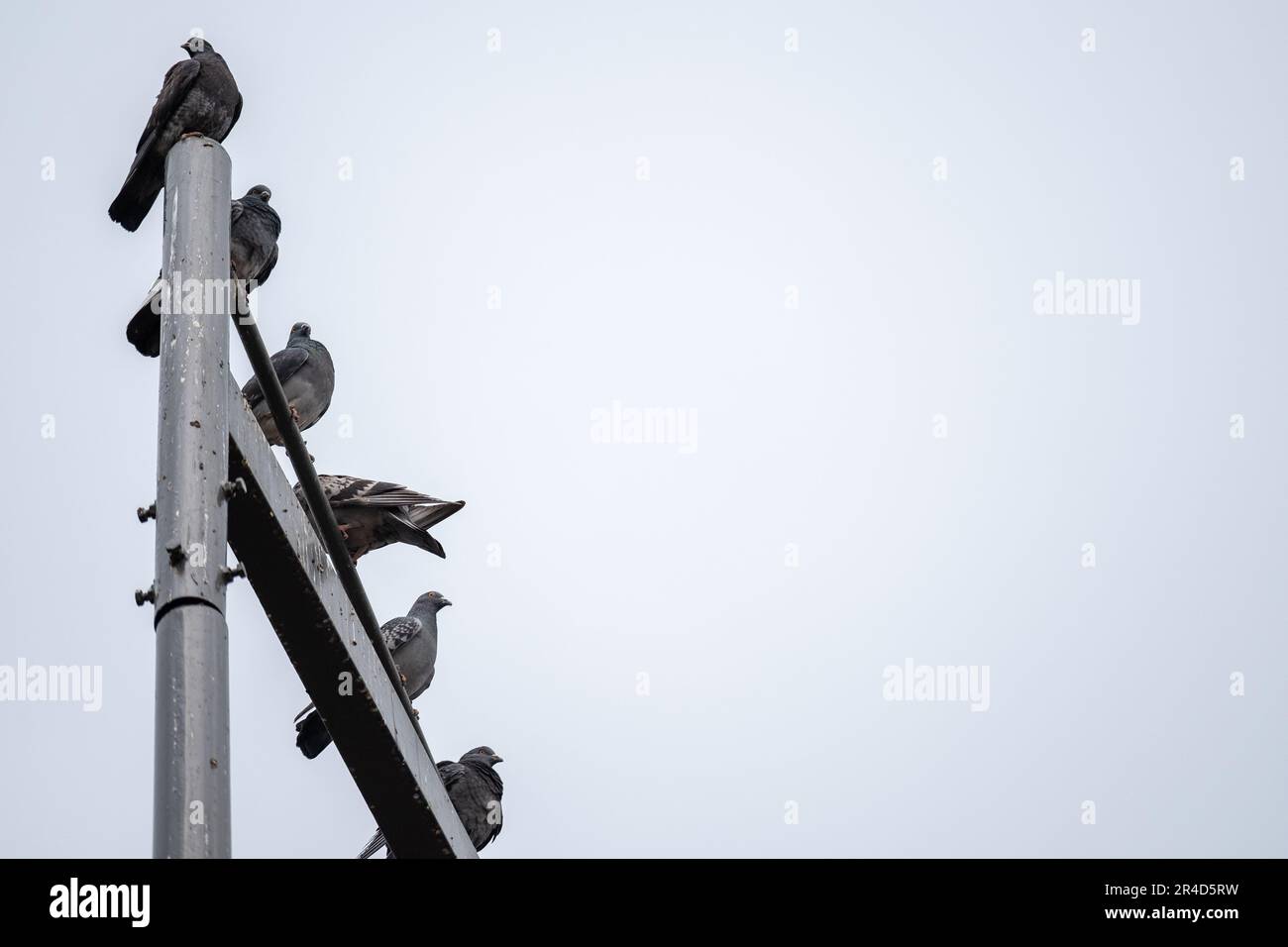 A group of pigeons on a light pole Stock Photo - Alamy