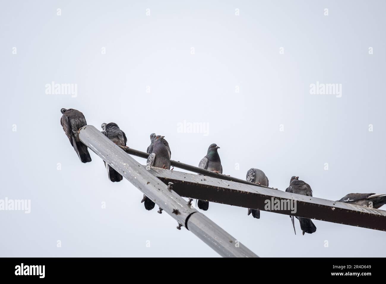A group of pigeons on a light pole Stock Photo - Alamy