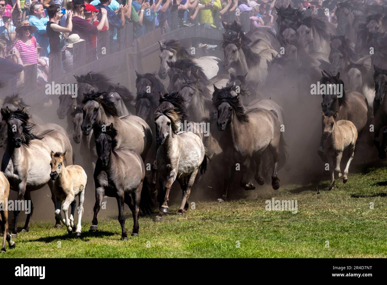 27 May 2023, North Rhine-Westphalia, Dülmen: Around 350 wild horses run ...