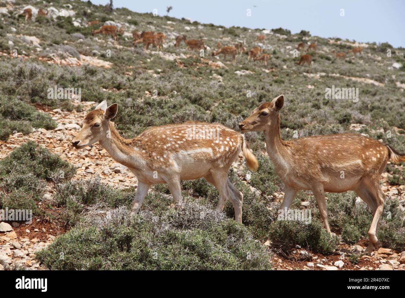 Beirut, Lebanon. 27th May, 2023. A herd of deer graze at a deer farm in ...