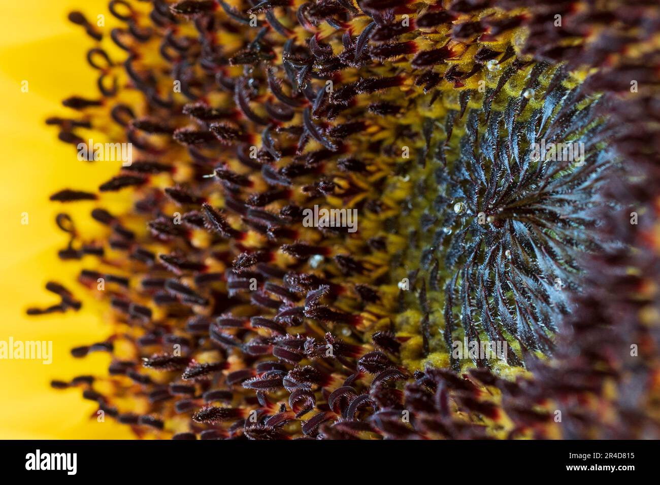 Anther stigma hi-res stock photography and images - Alamy