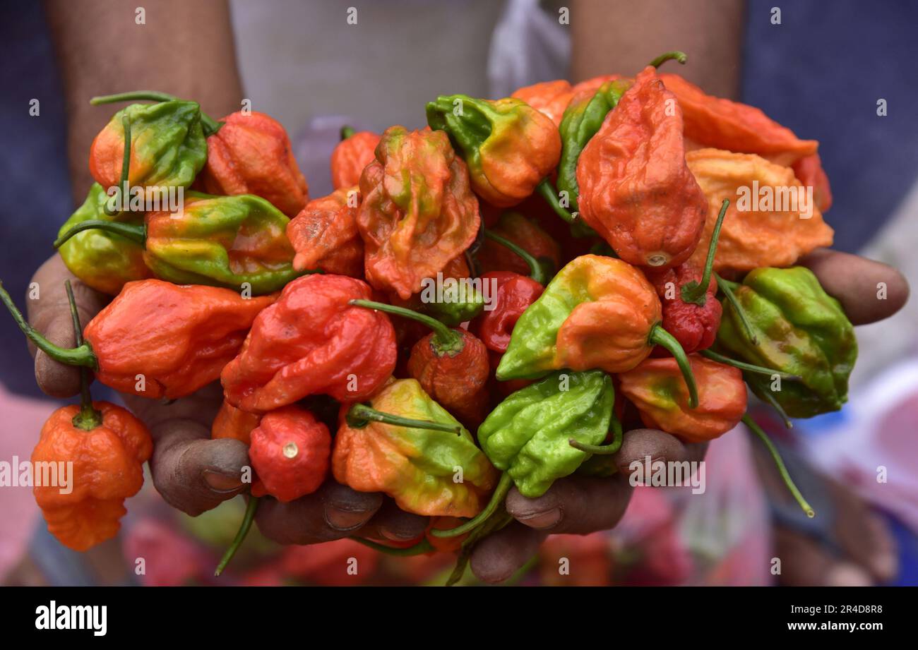 Guwahati, Guwahati, India. 27th May, 2023. A man shows one of the ...