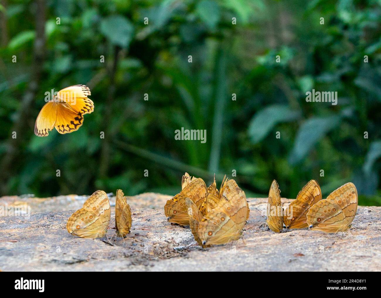 (230527) -- HONGHE, May 27, 2023 (Xinhua) -- Butterflies are seen in ...