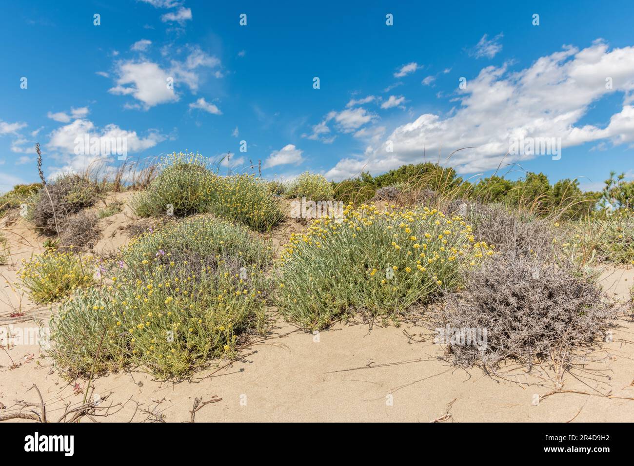 Typical scene camargue hi-res stock photography and images - Alamy