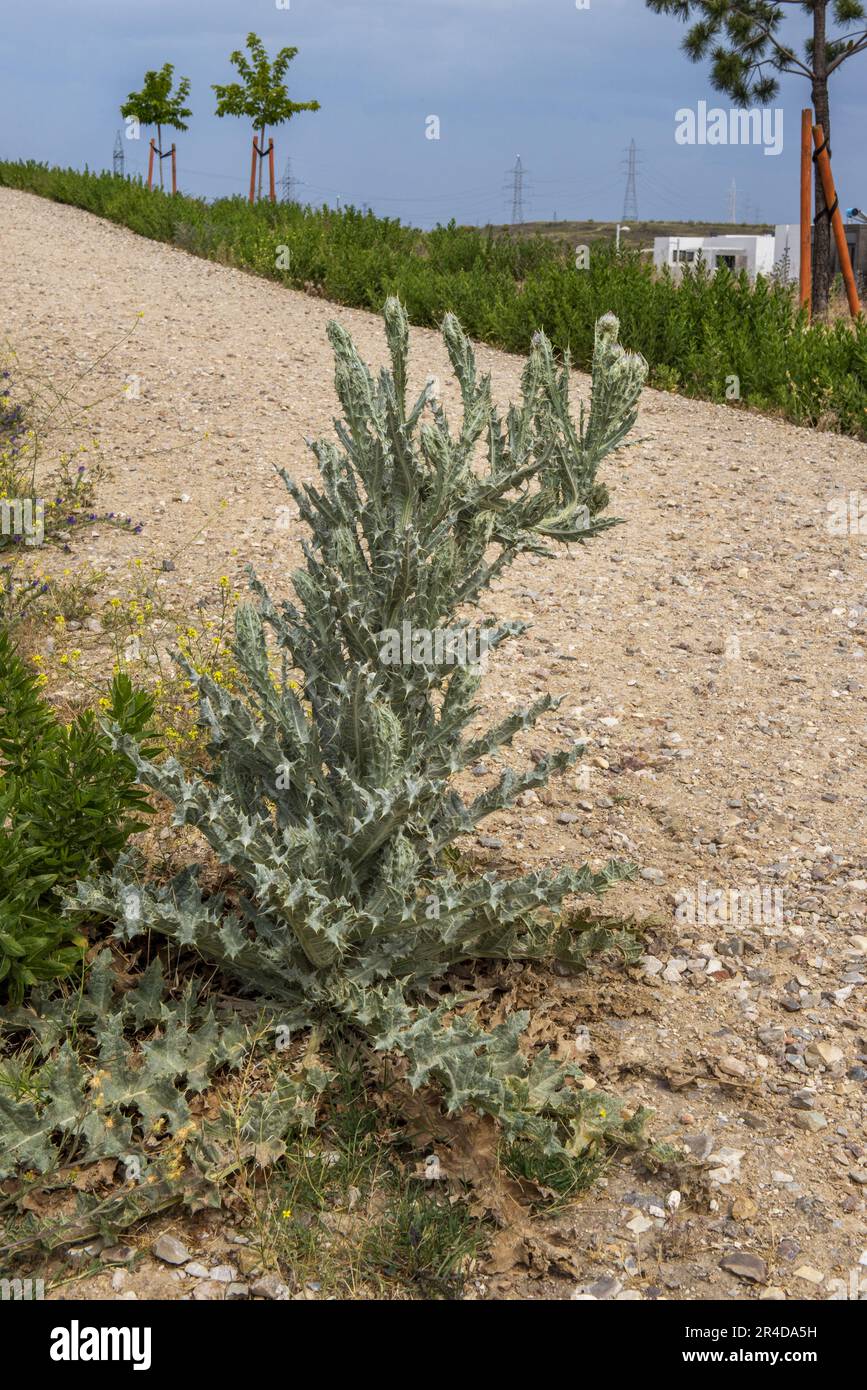 A large thistle plant at the edge of a gravel and sand path Stock Photo ...