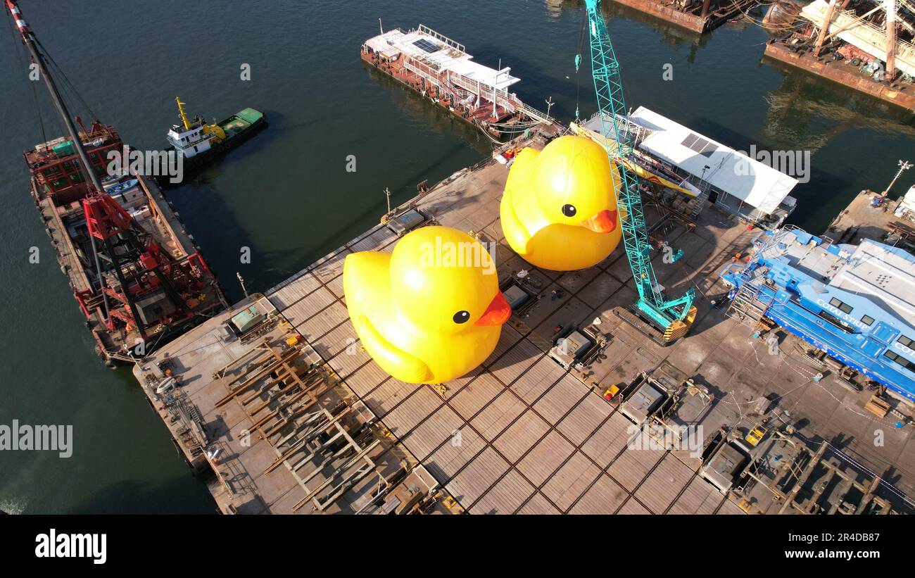 HONG KONG - May 28 2023: two giant Rubber duckie are ready in the dock ...