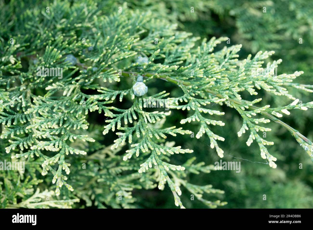 Port Orford Cypress Cone Lawson False Cypress Port Orford Cedar Oregon ...